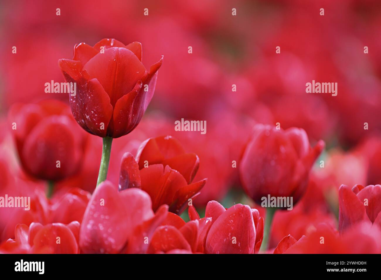 Tulip island in the netherlands hi-res stock photography and images - Alamy