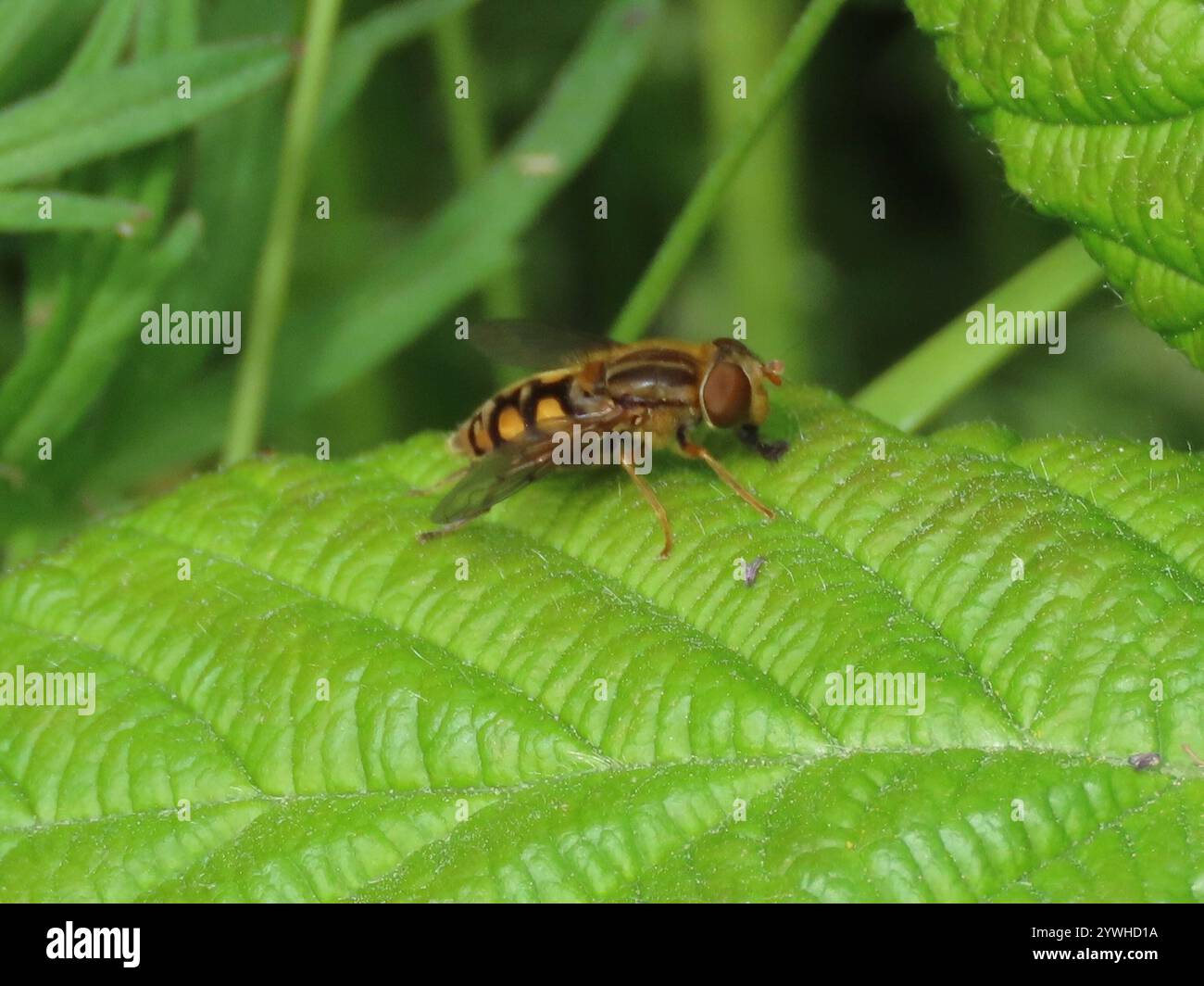 Common Bog Fly (Parhelophilus laetus Stock Photo - Alamy