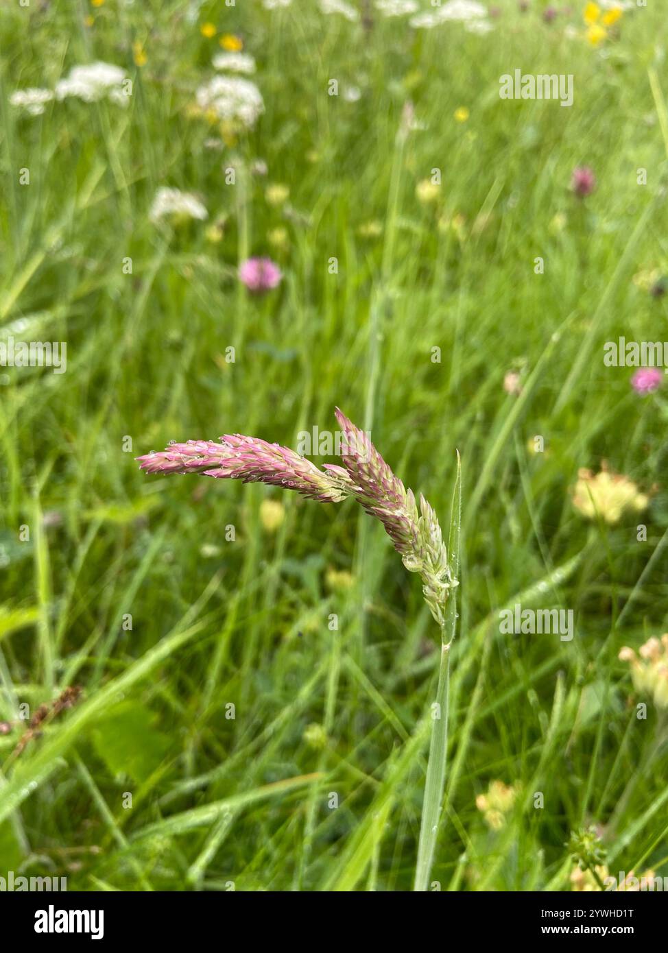 Yorkshire fog (Holcus lanatus Stock Photo - Alamy