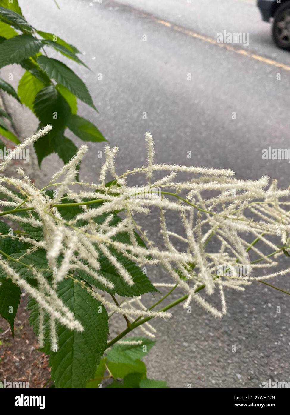 Goatsbeard (Aruncus dioicus Stock Photo - Alamy