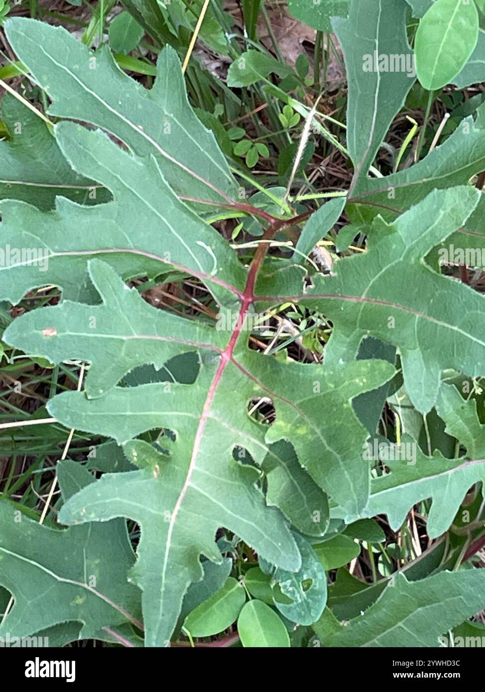 Kidney-leaf Rosinweed (Silphium compositum Stock Photo - Alamy