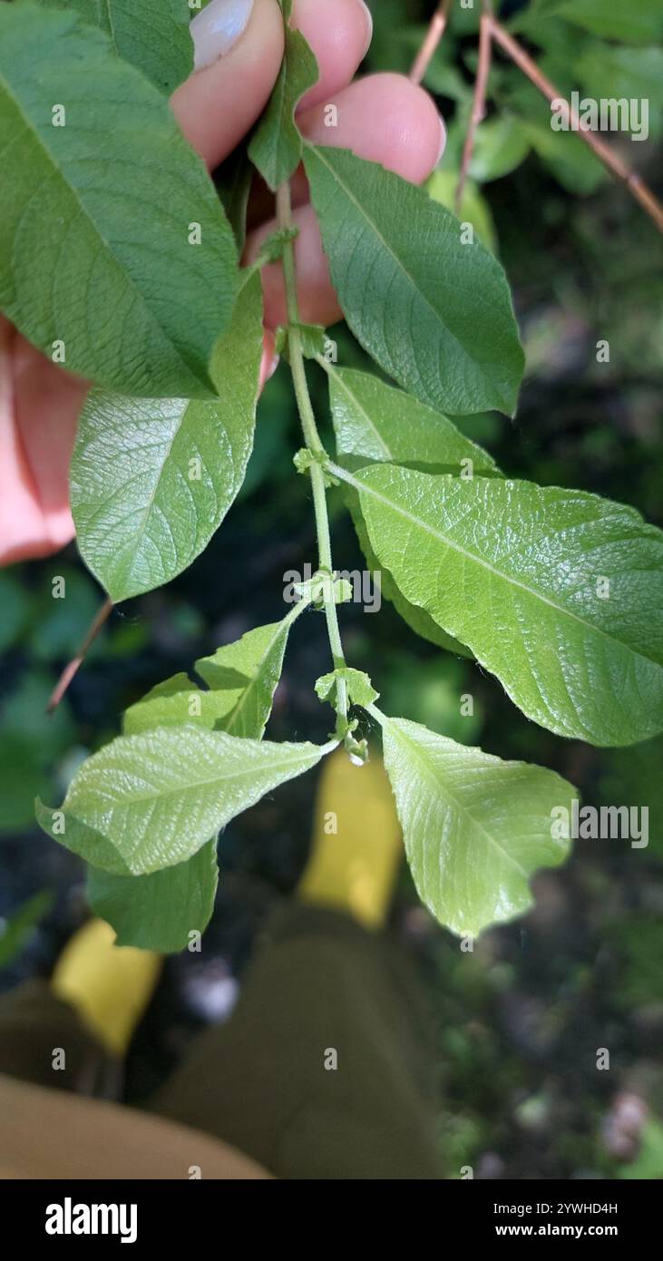 Eared Willow (Salix aurita Stock Photo - Alamy