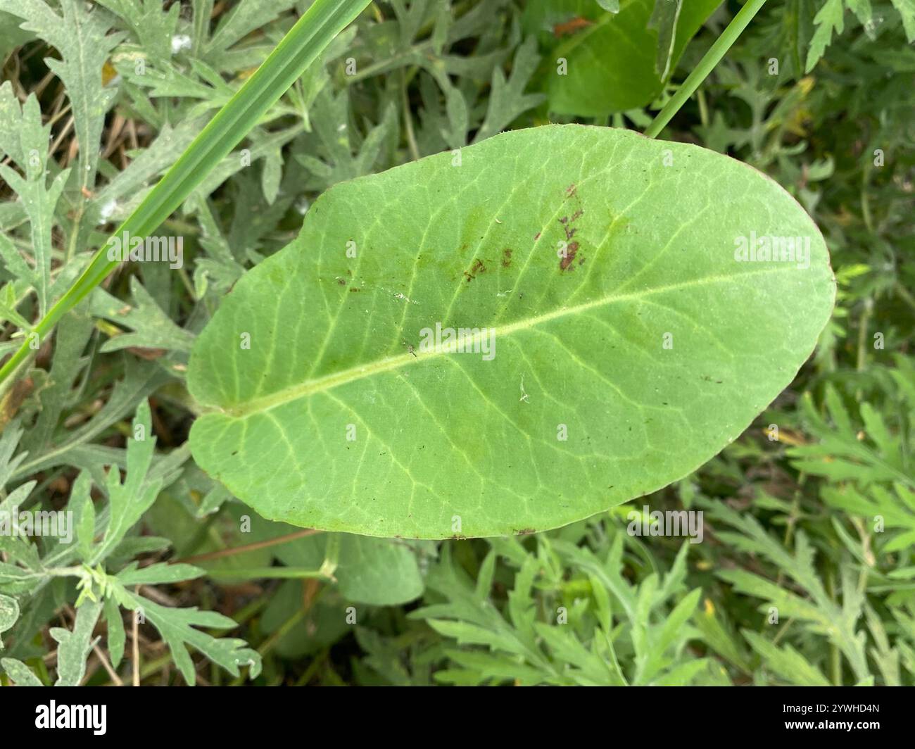 Yerba Mansa (Anemopsis californica Stock Photo - Alamy
