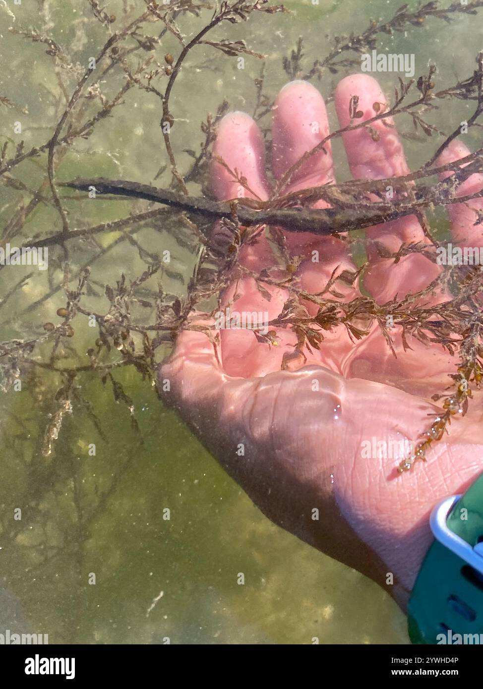 Pipefishes and Allies (Syngnathiformes Stock Photo - Alamy