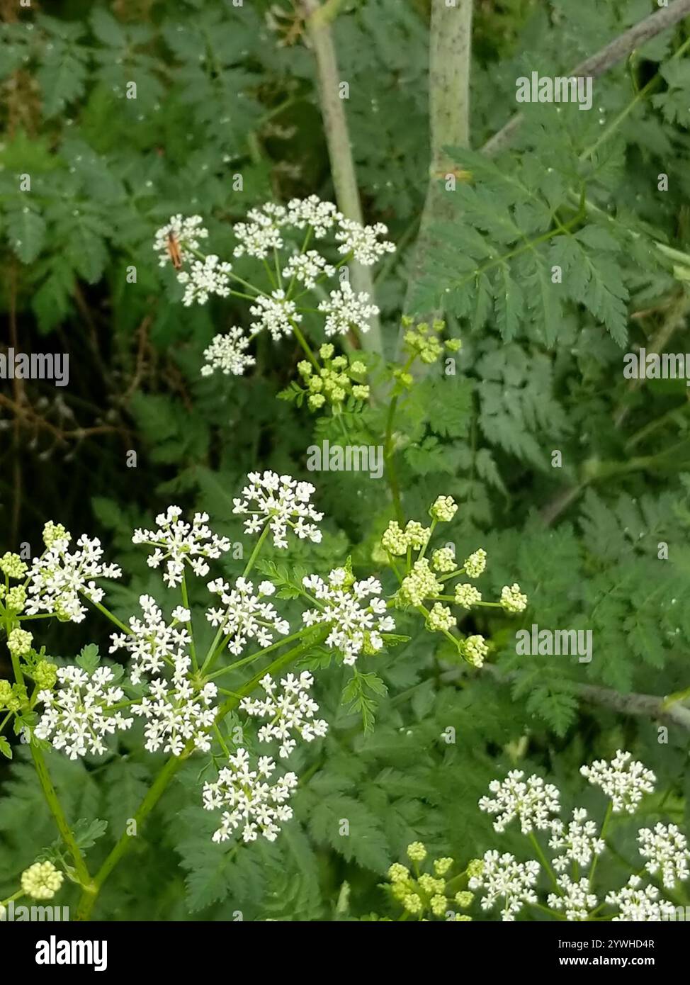 poison hemlock (Conium maculatum Stock Photo - Alamy