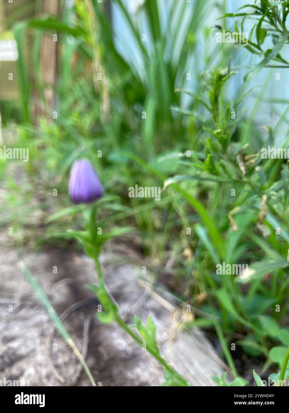 Venus's looking-glass (Triodanis biflora Stock Photo - Alamy