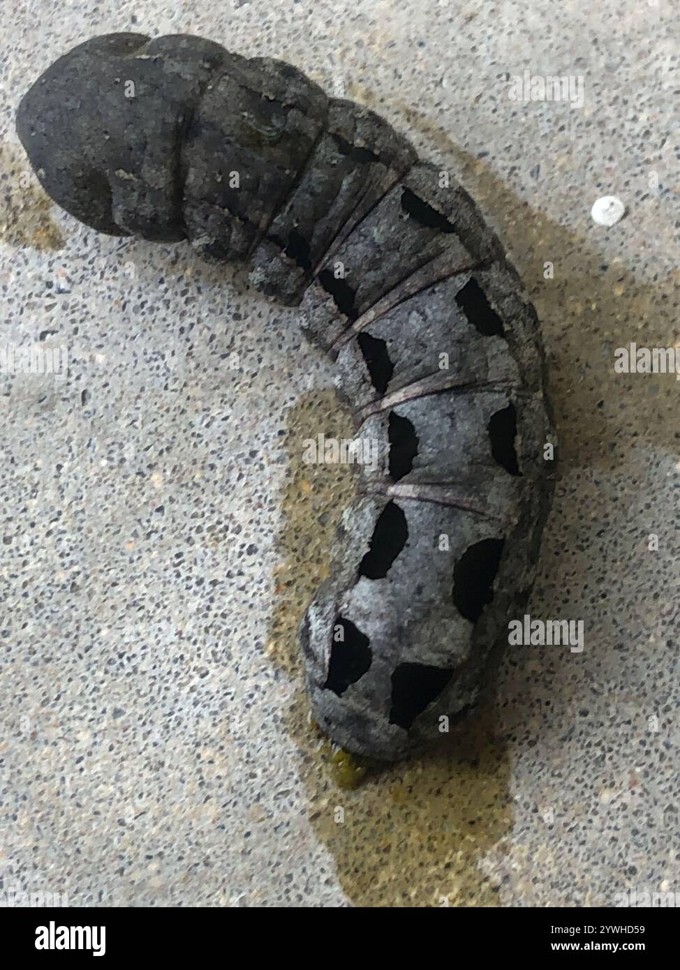 Velvet Armyworm Moth (Spodoptera latifascia Stock Photo - Alamy