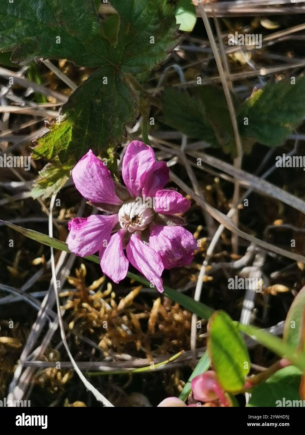 Arctic raspberry (Rubus arcticus Stock Photo - Alamy