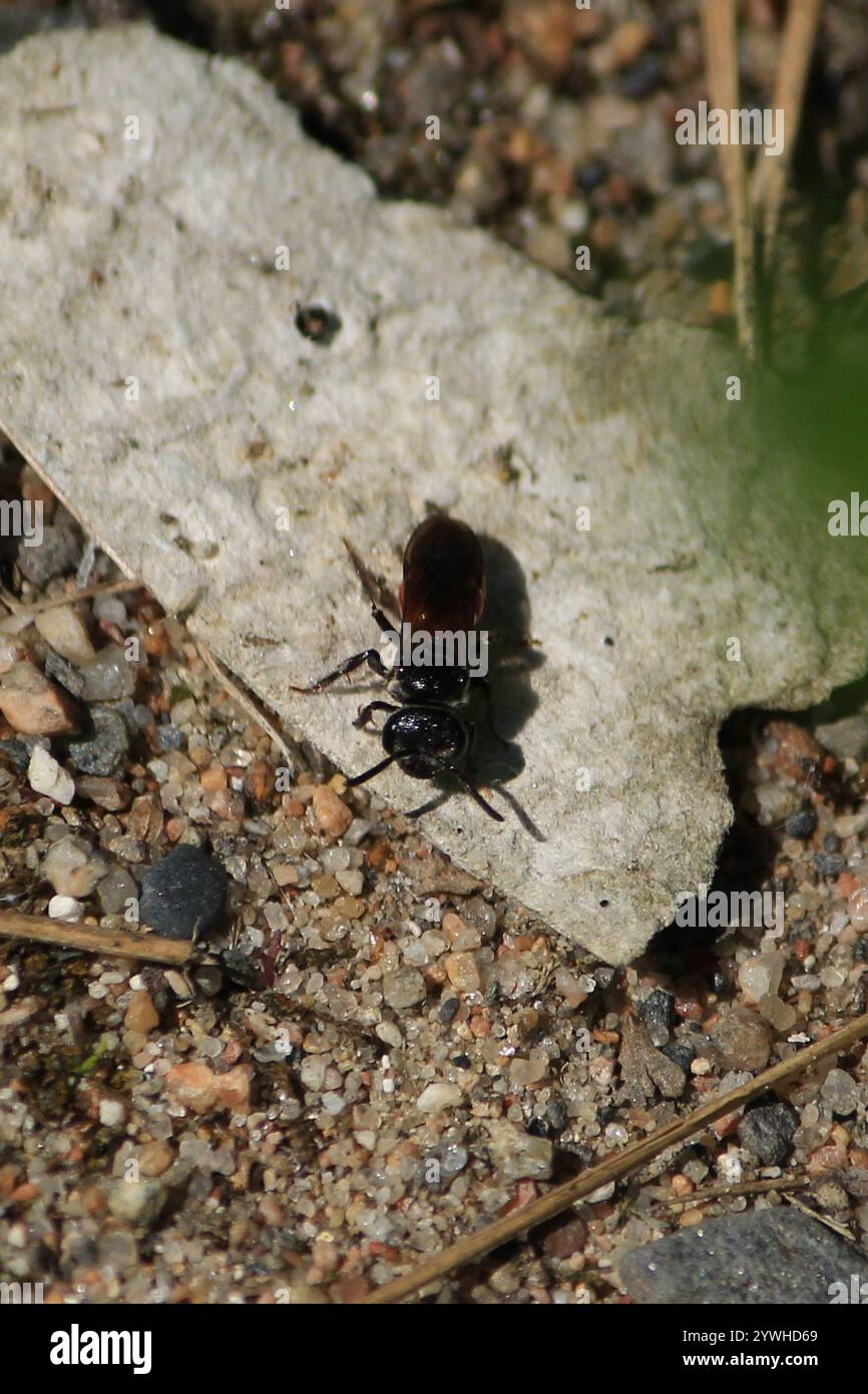 Blood Bees (Sphecodes Stock Photo - Alamy