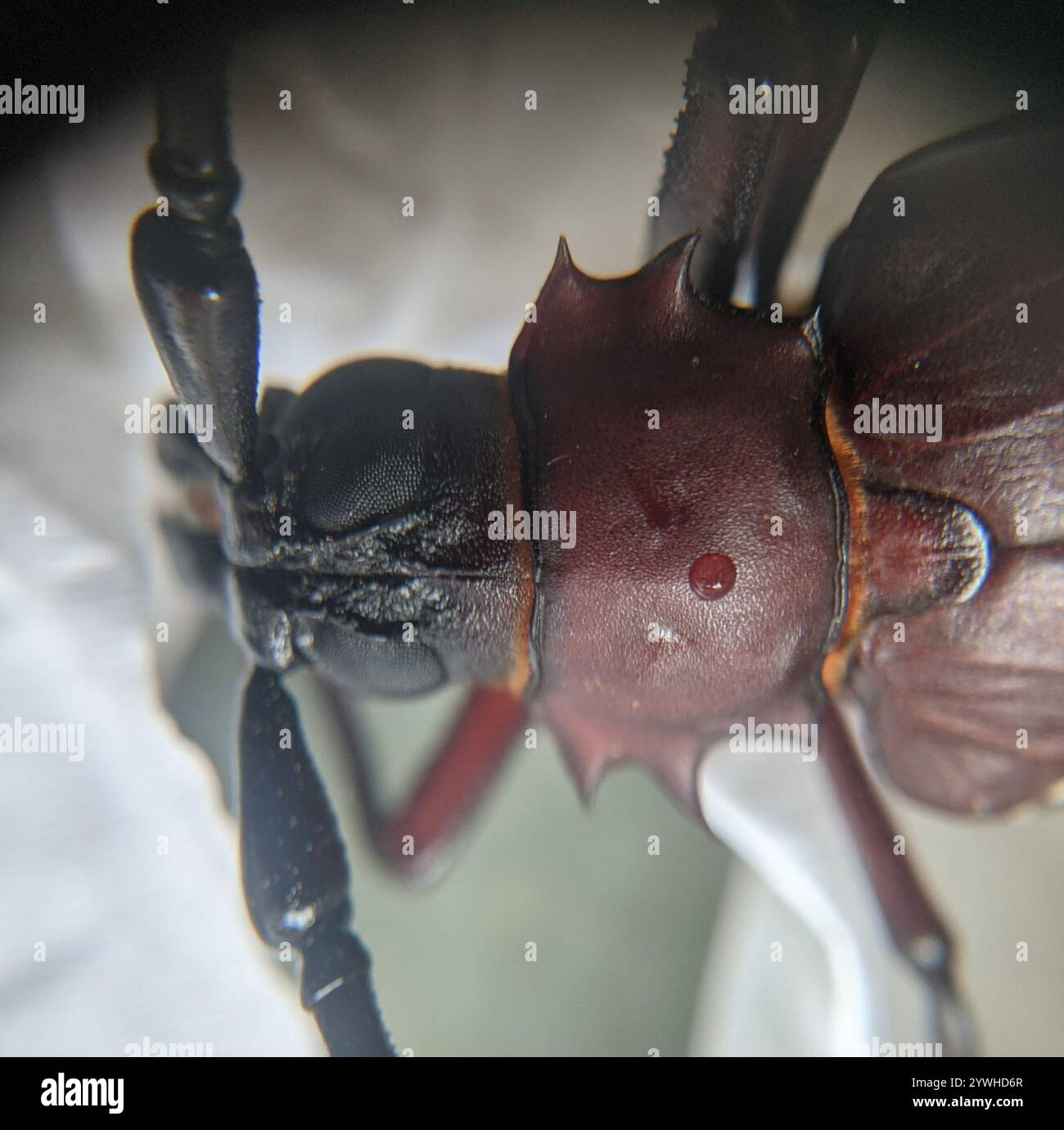 Tooth-necked and Aberrant Longhorn Beetles (Prioninae Stock Photo - Alamy