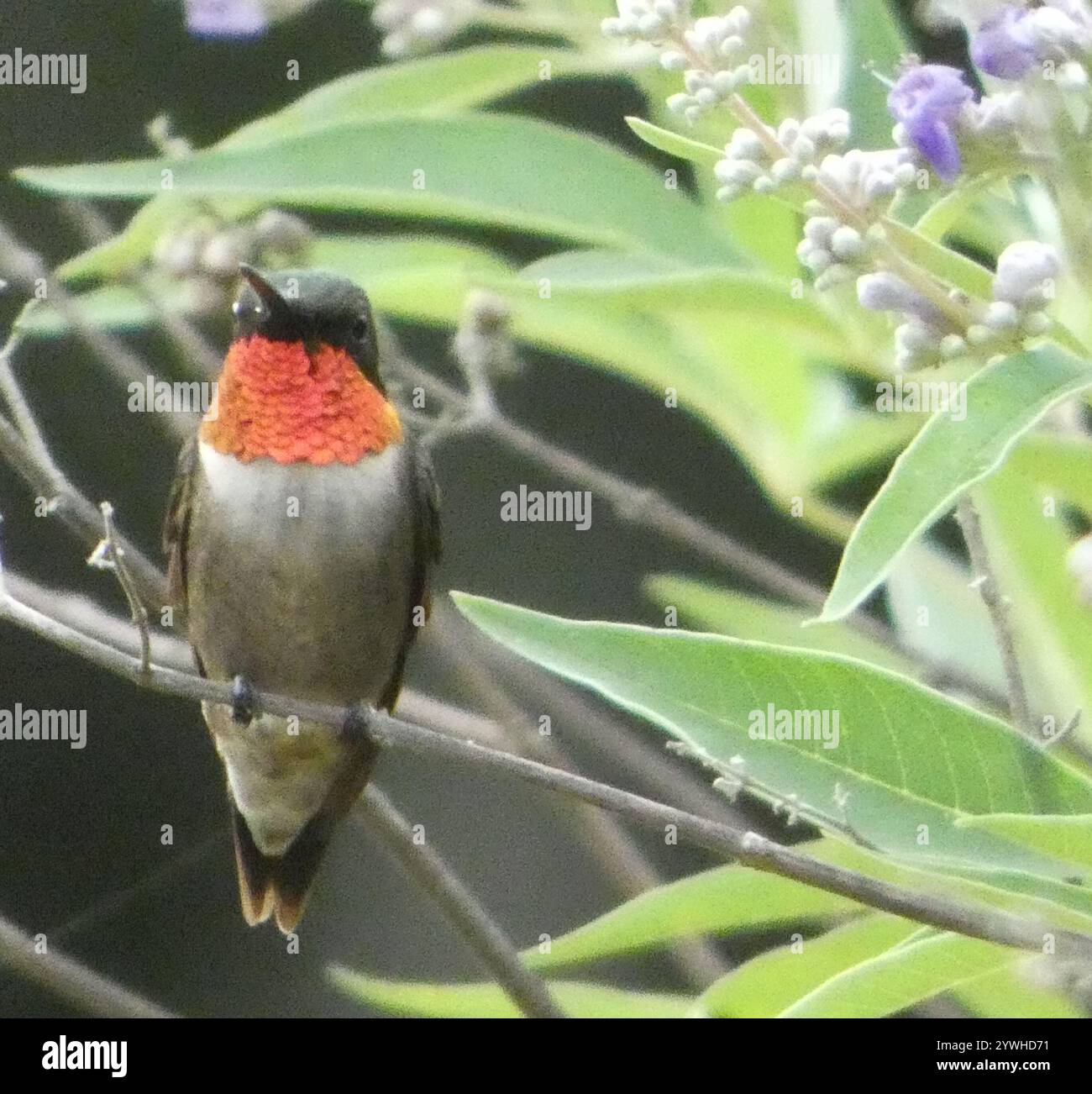 Ruby-throated Hummingbird (Archilochus colubris Stock Photo - Alamy