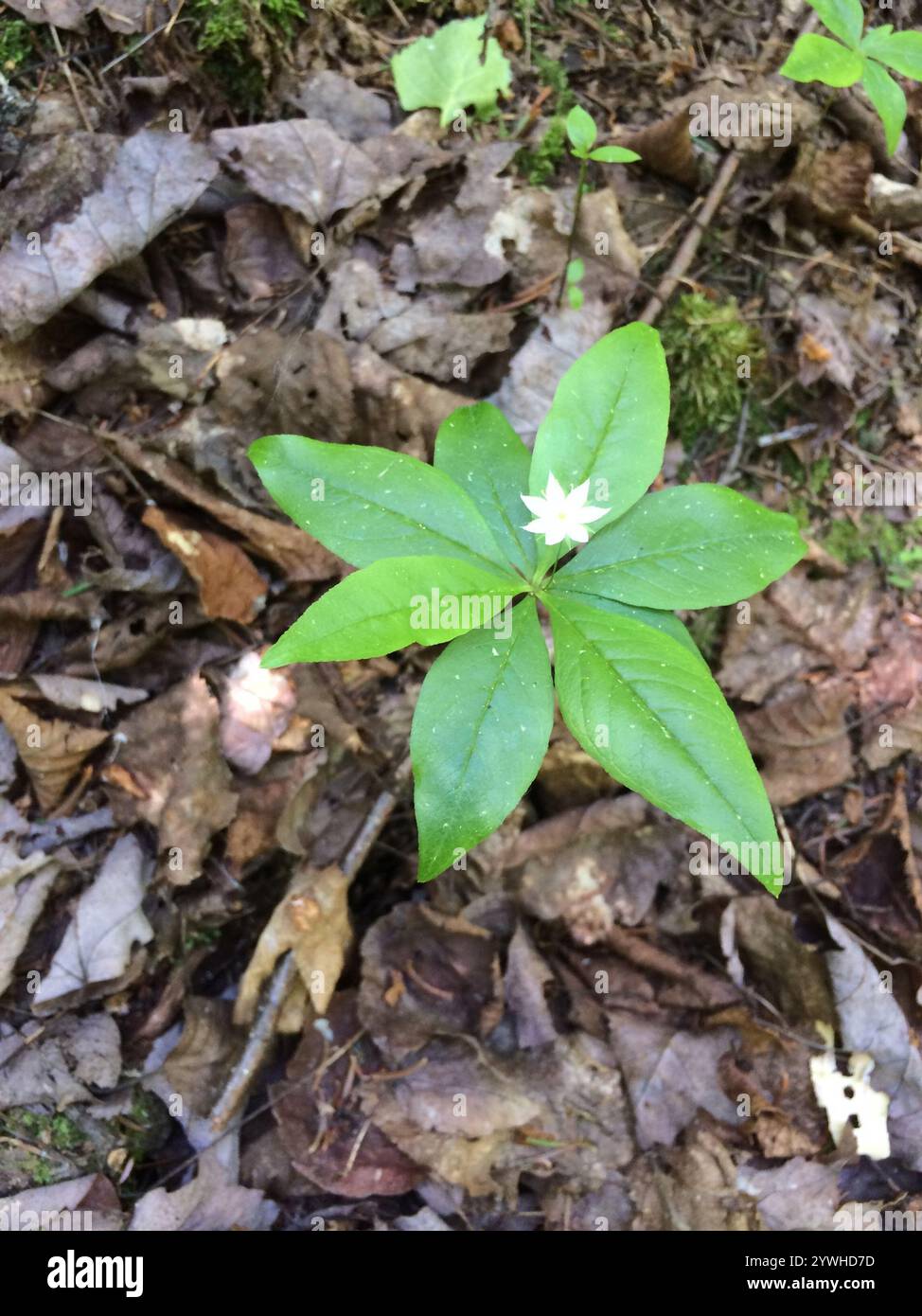 northern starflower (Lysimachia borealis Stock Photo - Alamy