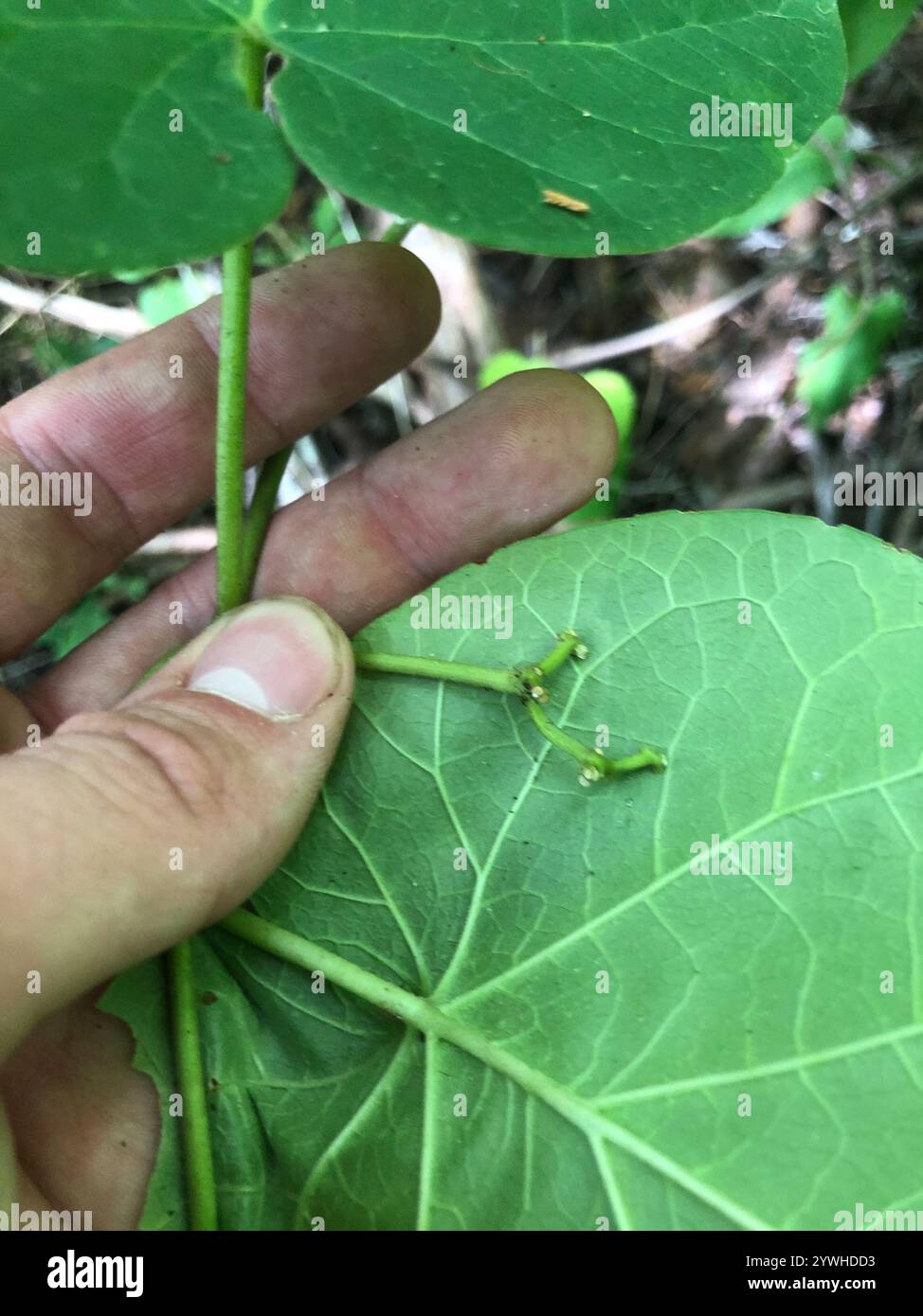 Carolina climbing-milkweed (Matelea carolinensis Stock Photo - Alamy