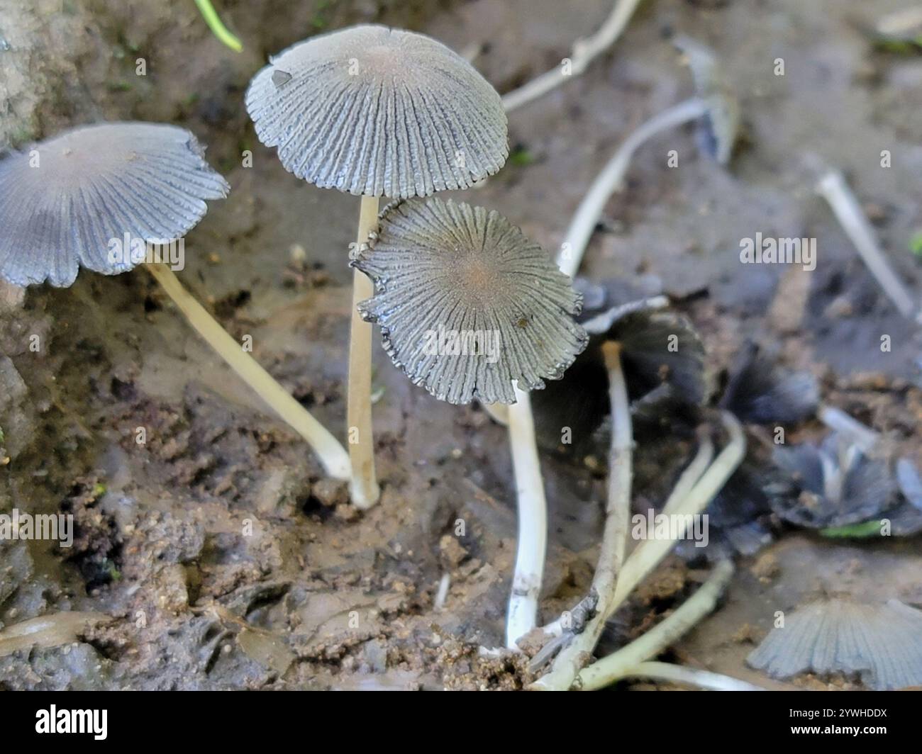 Coprinellus sect. Setulosi (Setulosi Stock Photo - Alamy
