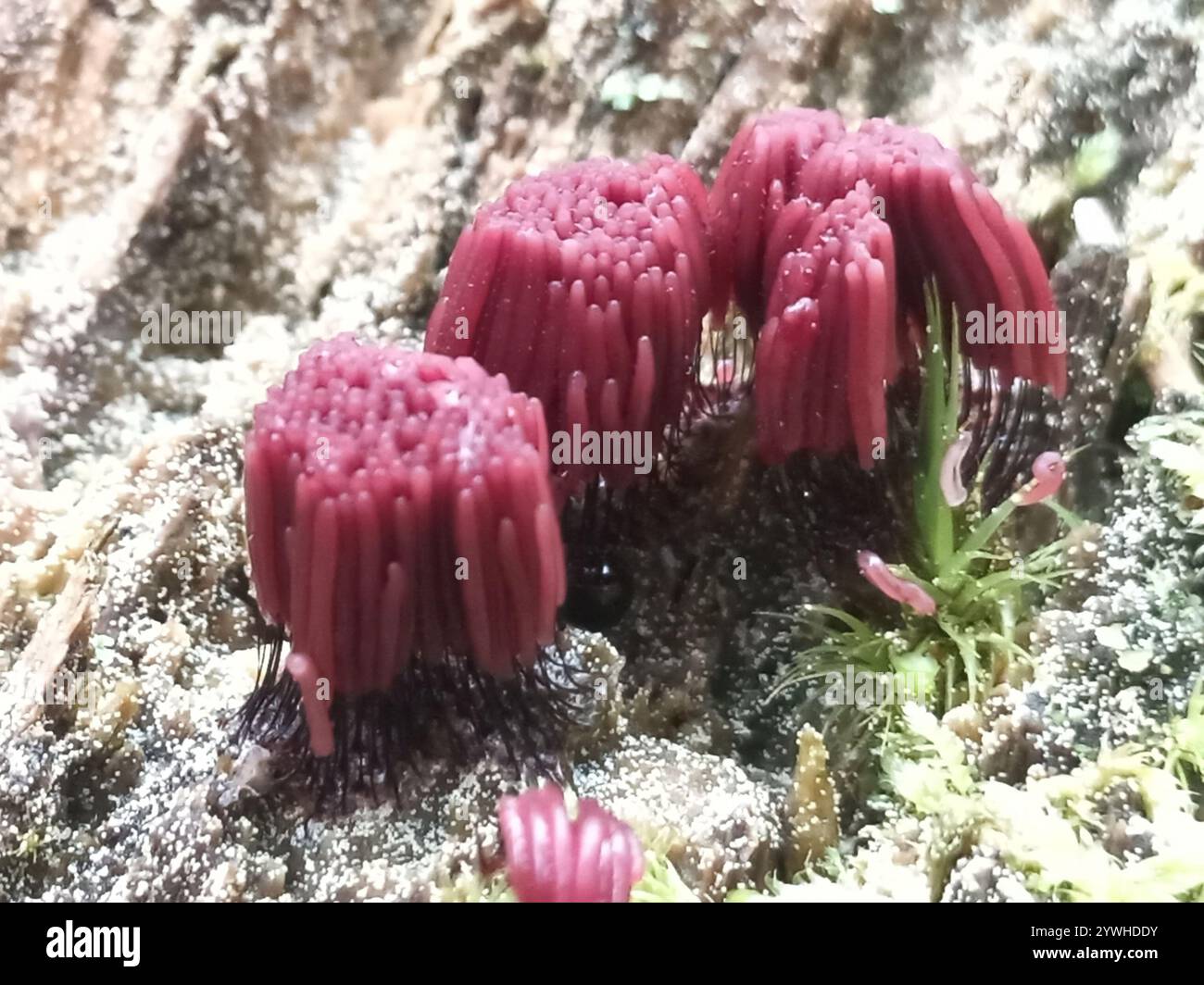 Chocolate Tube Slimes (Stemonitis Stock Photo - Alamy