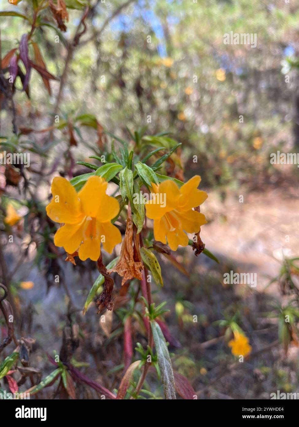 orange bush monkeyflower (Diplacus aurantiacus Stock Photo - Alamy