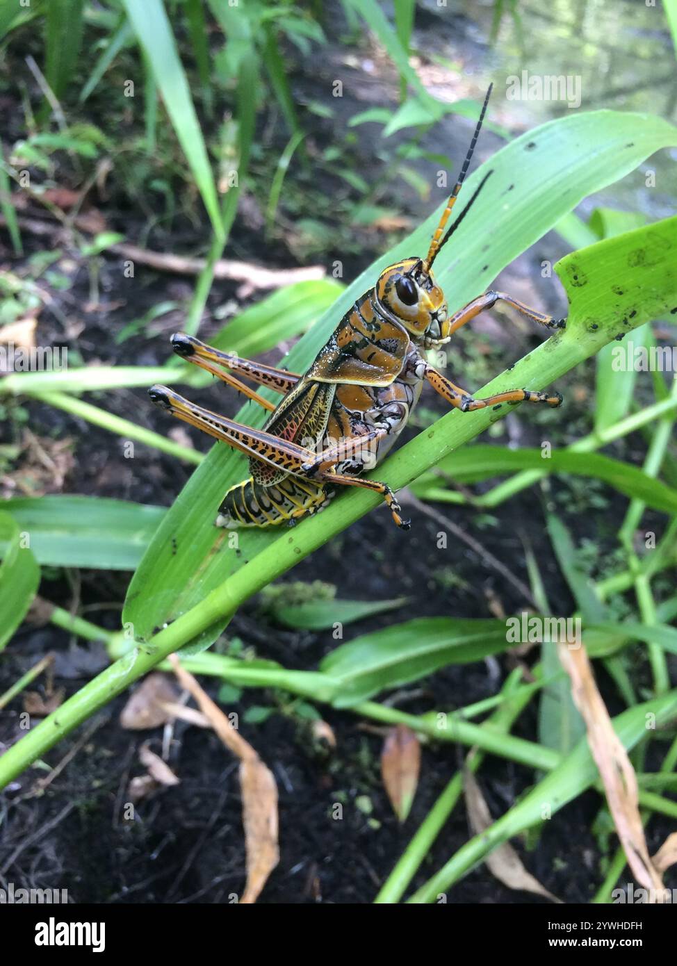 Eastern Lubber Grasshopper (Romalea microptera Stock Photo - Alamy