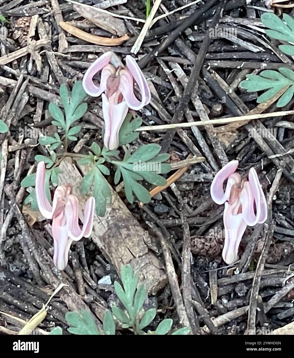longhorn steer's-head (Dicentra uniflora Stock Photo - Alamy