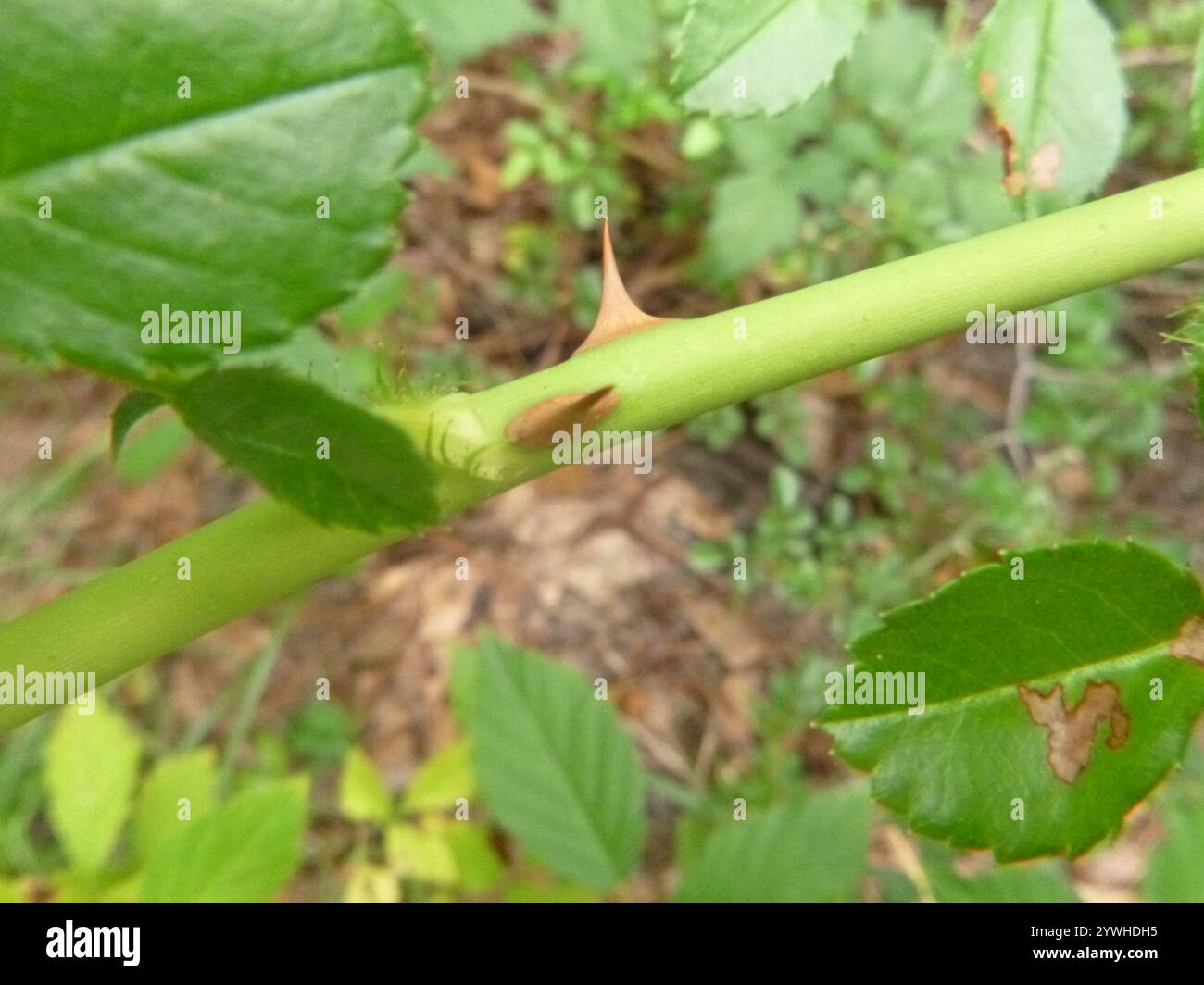 Memorial Rose (Rosa lucieae Stock Photo - Alamy