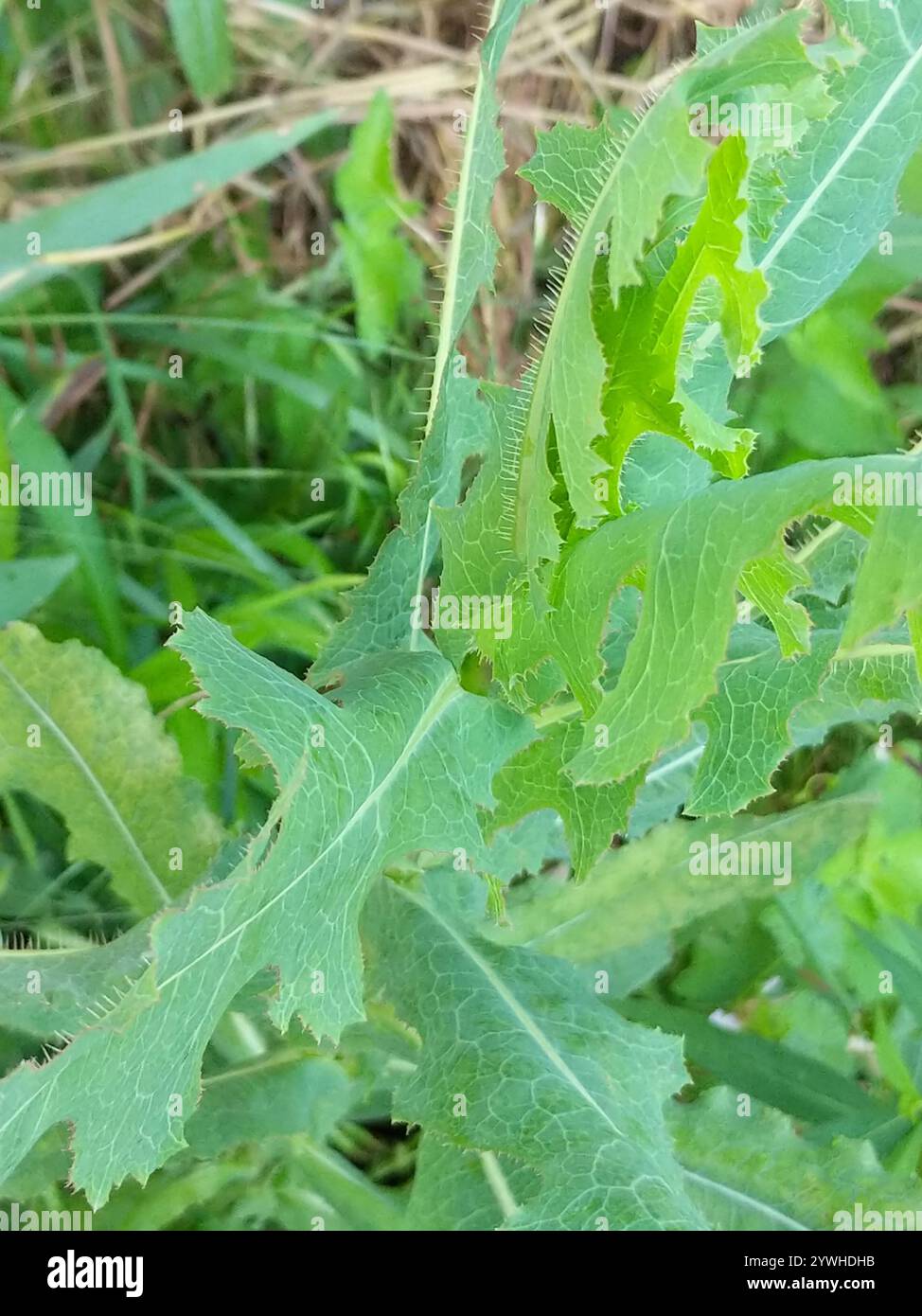 prickly lettuce (Lactuca serriola Stock Photo - Alamy