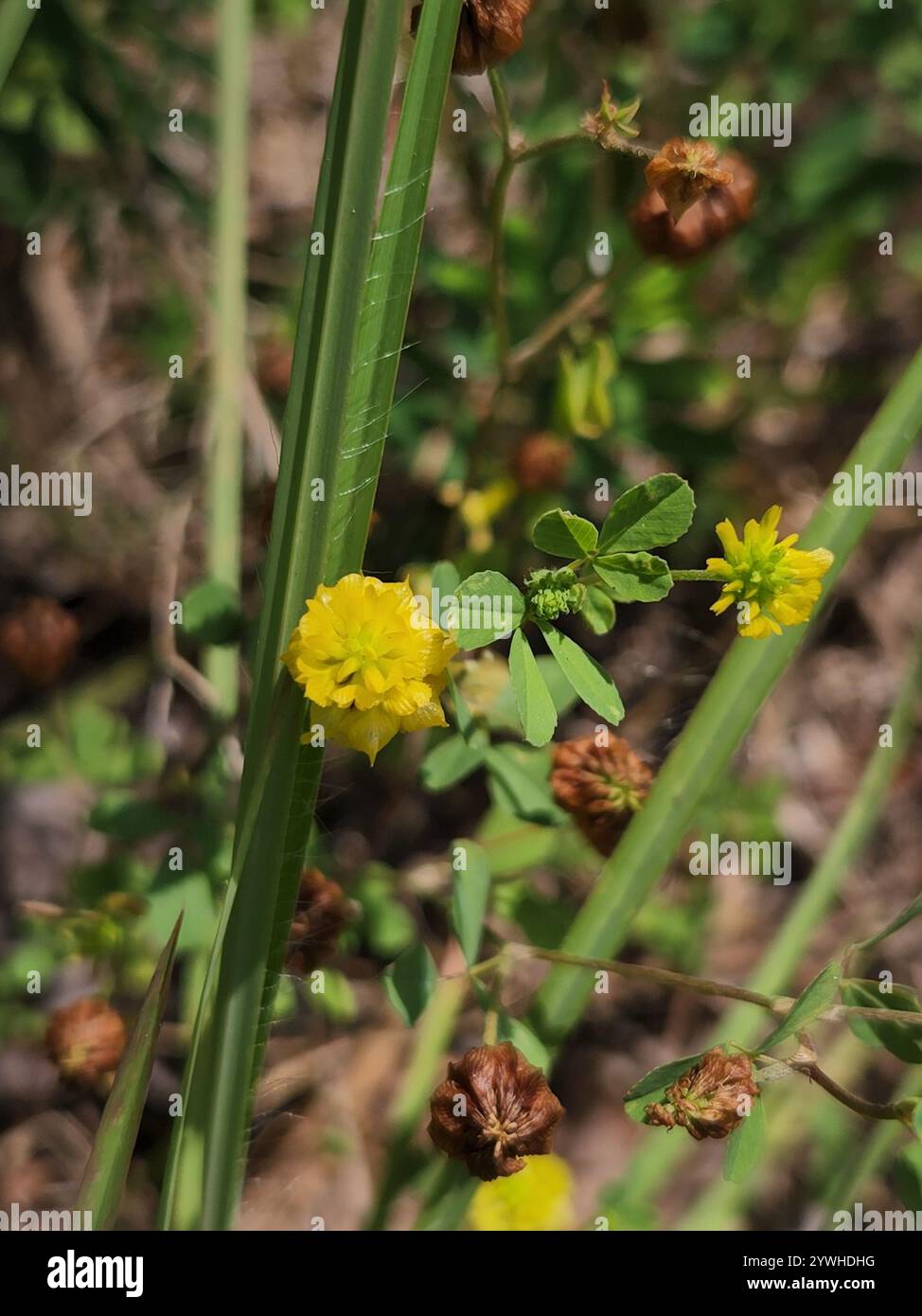 hop trefoil (Trifolium campestre Stock Photo - Alamy