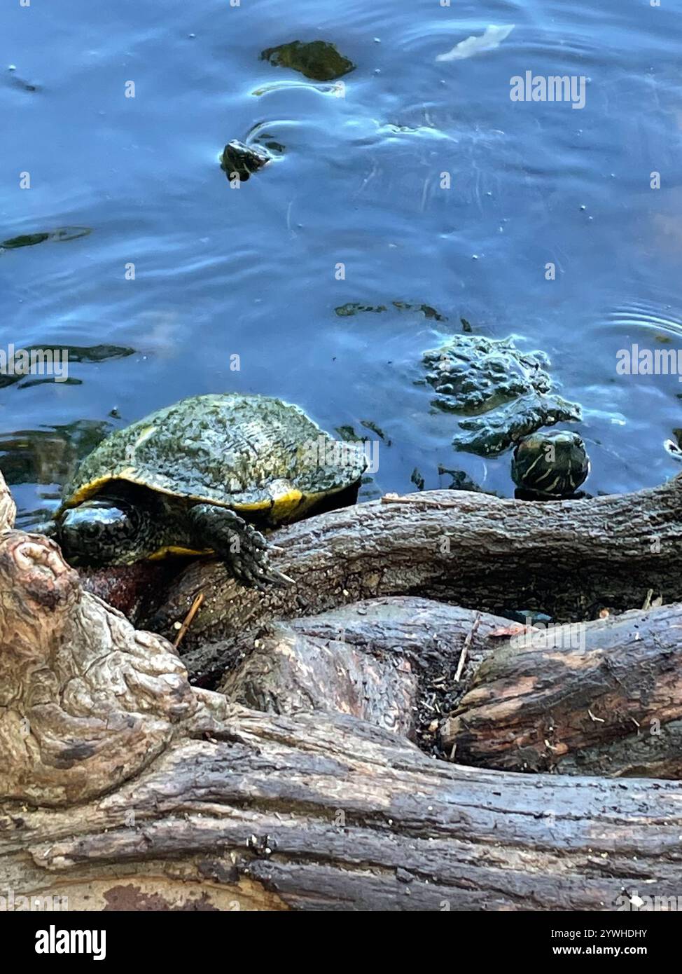 Red-eared Slider (Trachemys scripta elegans Stock Photo - Alamy