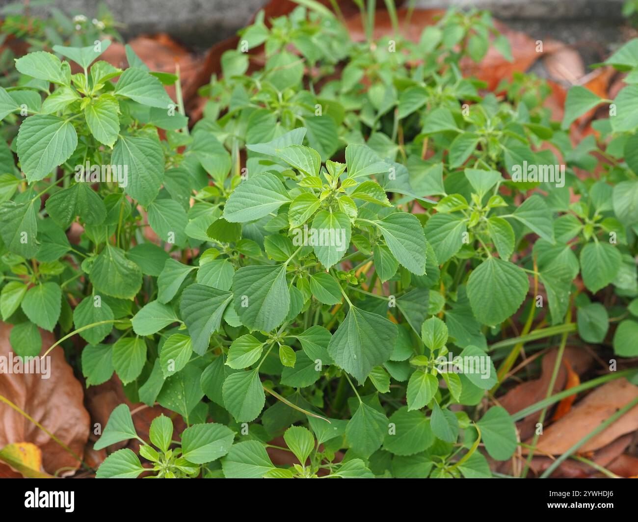 Indian Acalypha (Acalypha indica Stock Photo - Alamy