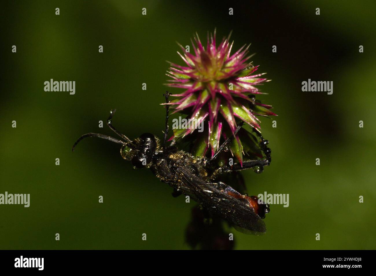 Ants, Bees, and Stinging Wasps (Aculeata Stock Photo - Alamy