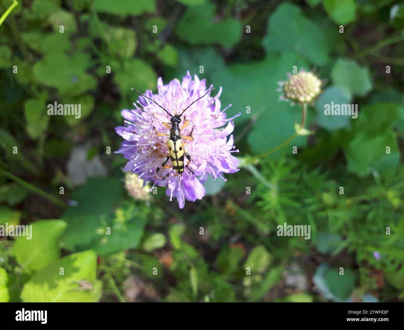 Spotted Longhorn Beetle (Rutpela maculata Stock Photo - Alamy