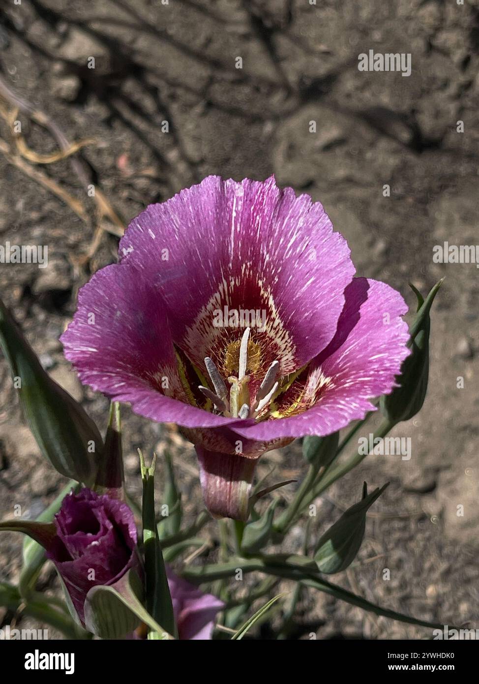 Butterfly Mariposa Lily (Calochortus venustus Stock Photo - Alamy