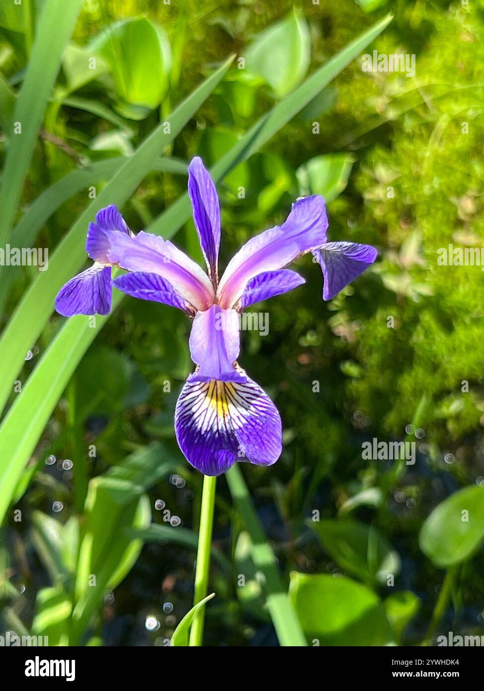 northern blue flag (Iris versicolor Stock Photo - Alamy