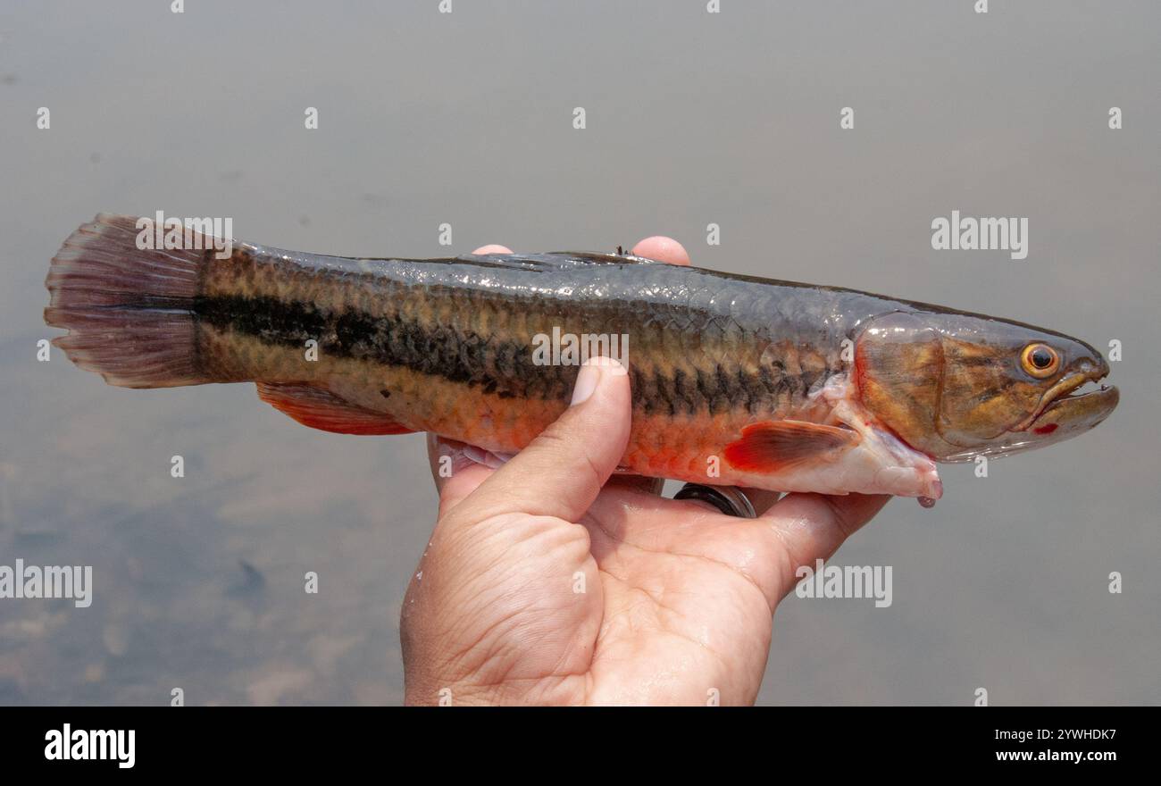 Gold wolf fish hi-res stock photography and images - Alamy