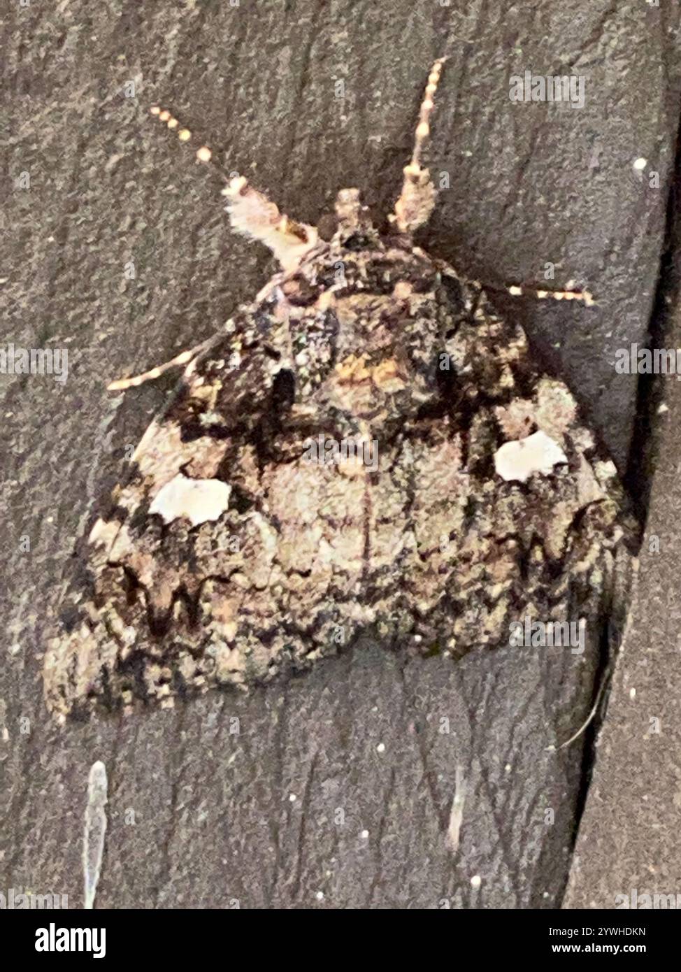 Ilia Underwing (Catocala ilia Stock Photo - Alamy