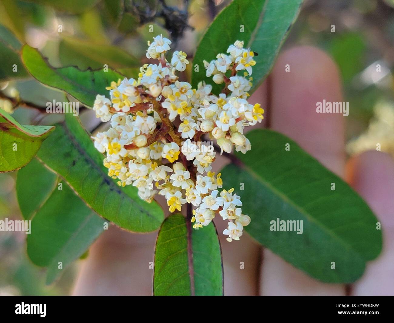 Laurel sumac malosma laurina hi-res stock photography and images - Alamy