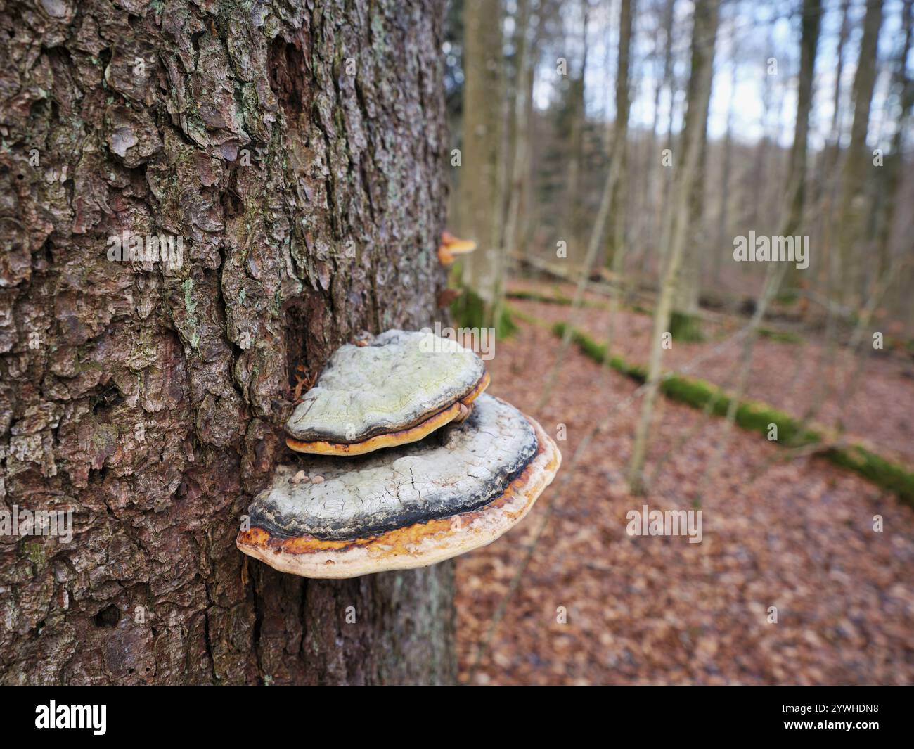 Red Banded Polypore (Fomitopsis pinicola), Switzerland, Europe Stock ...