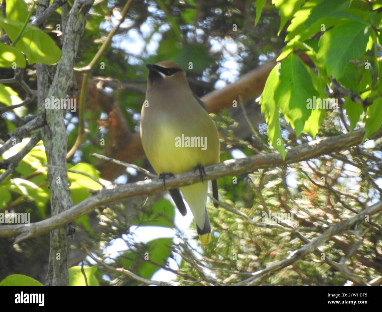 Cedar Waxwing (Bombycilla cedrorum Stock Photo - Alamy
