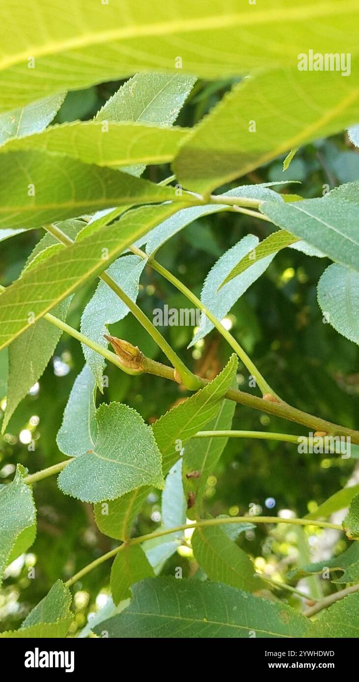 bitternut hickory (Carya cordiformis Stock Photo - Alamy