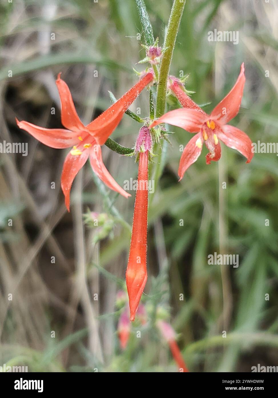 Scarlet Gilia (Ipomopsis aggregata Stock Photo - Alamy