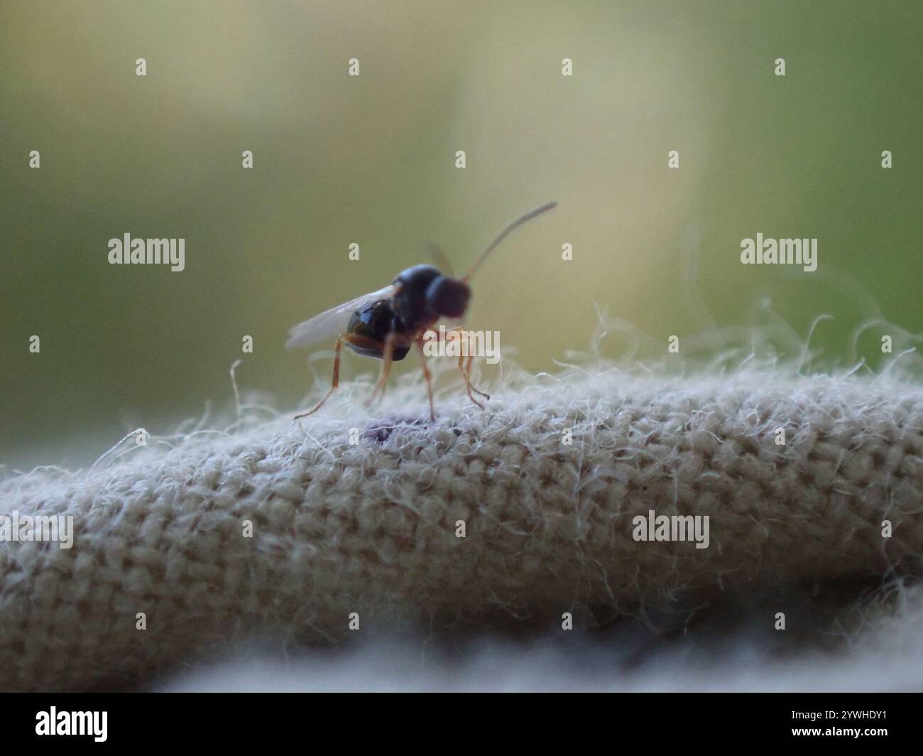 Gall Wasps (Cynipidae Stock Photo - Alamy