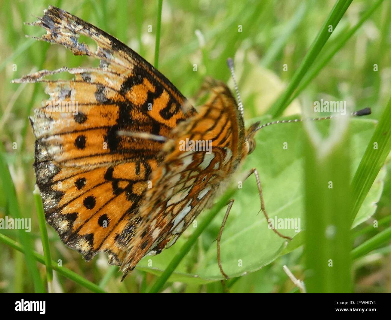 American Silver-bordered Fritillary (Boloria myrina Stock Photo - Alamy