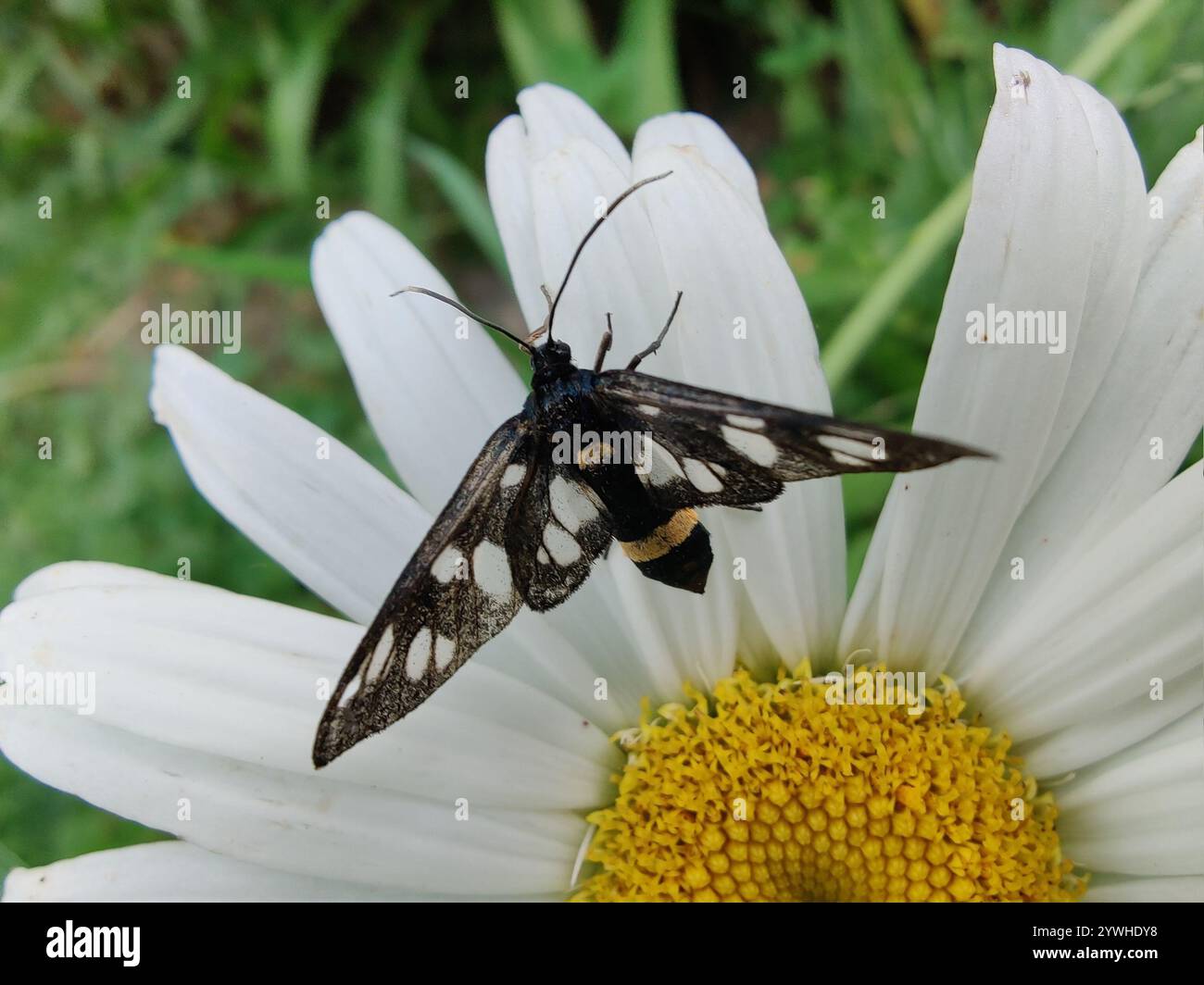 Nine-spotted Moth (Amata phegea Stock Photo - Alamy