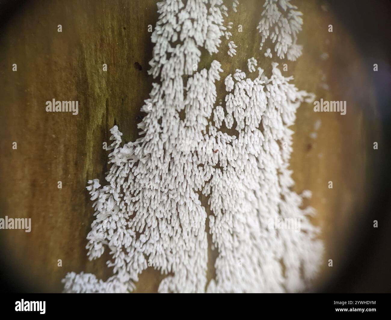 Common Coral Slime (Ceratiomyxa fruticulosa Stock Photo - Alamy