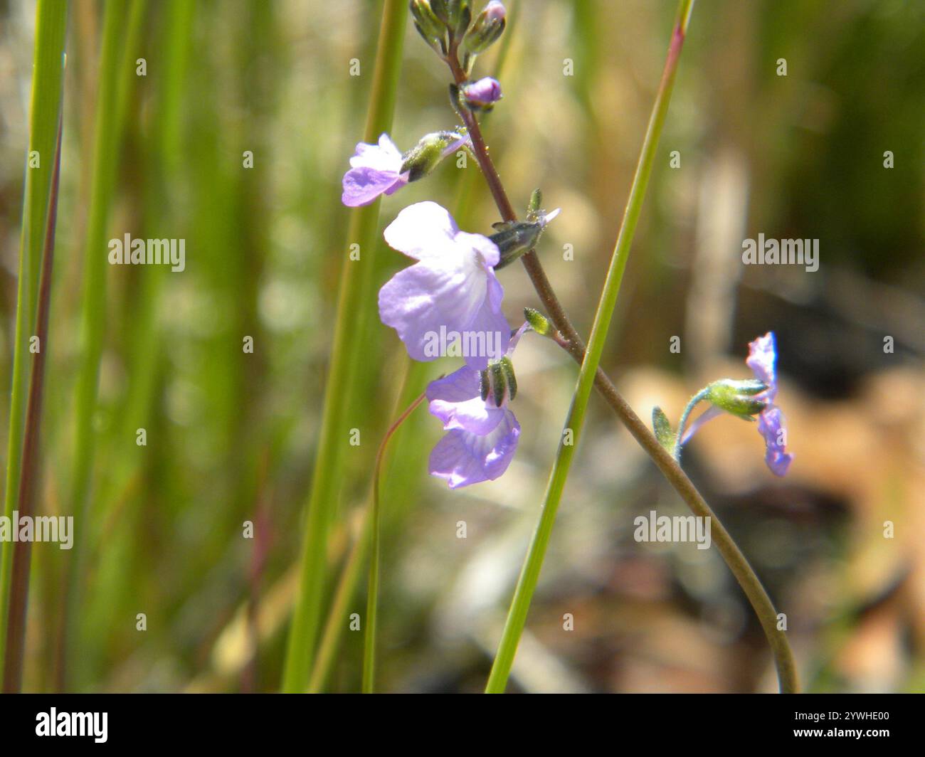 blue toadflax (Nuttallanthus canadensis Stock Photo - Alamy