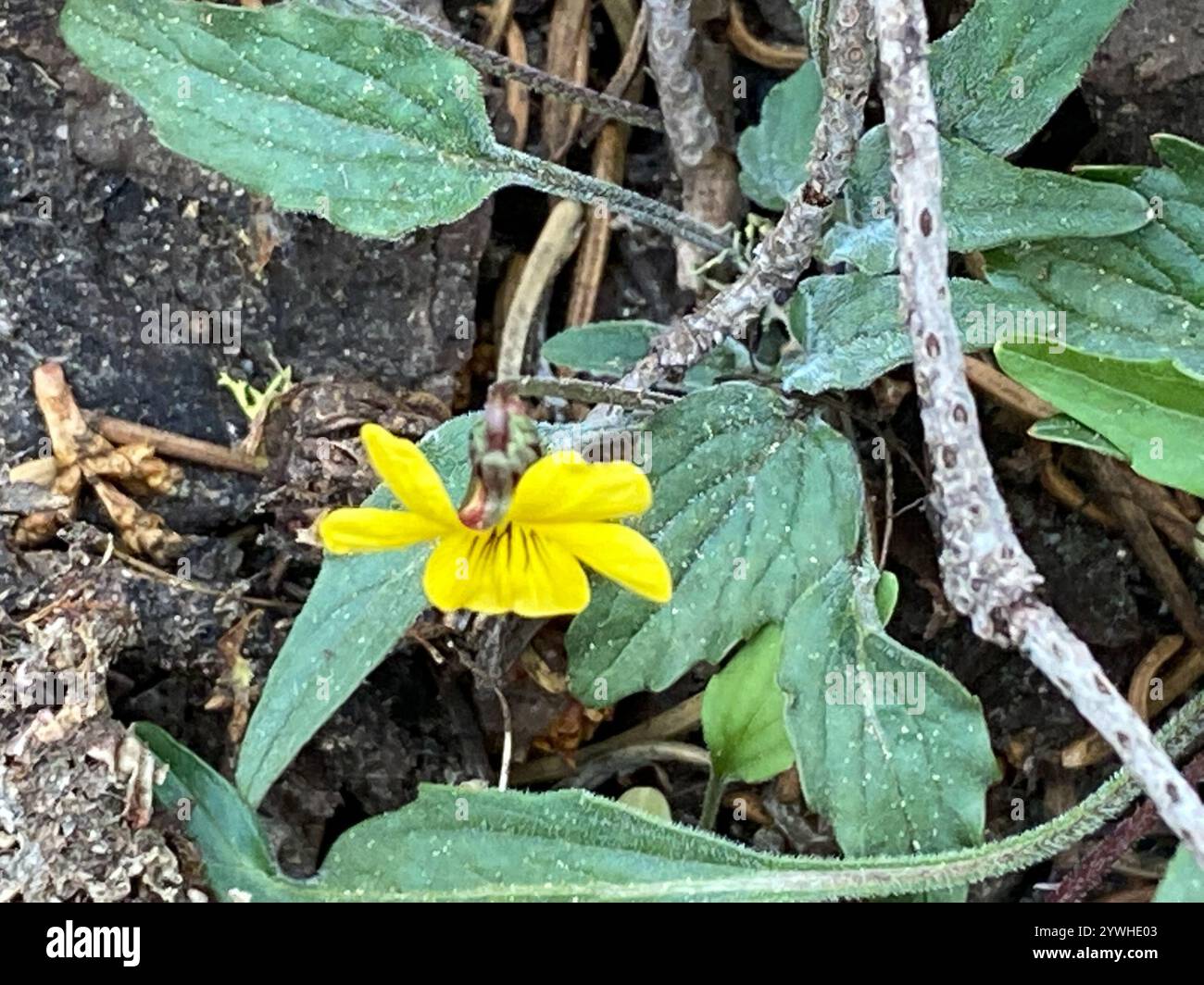 Viola pinetorum hi-res stock photography and images - Alamy