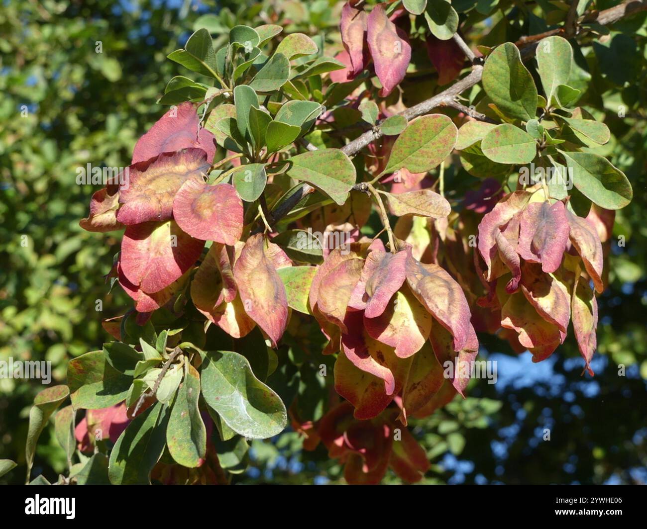 Terminalia prunioides hi-res stock photography and images - Alamy