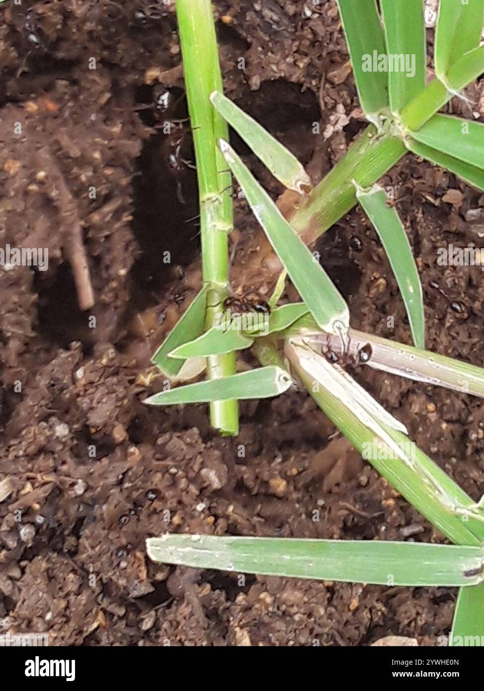 Hybrid Imported Fire Ant (Solenopsis invicta × richteri Stock Photo - Alamy