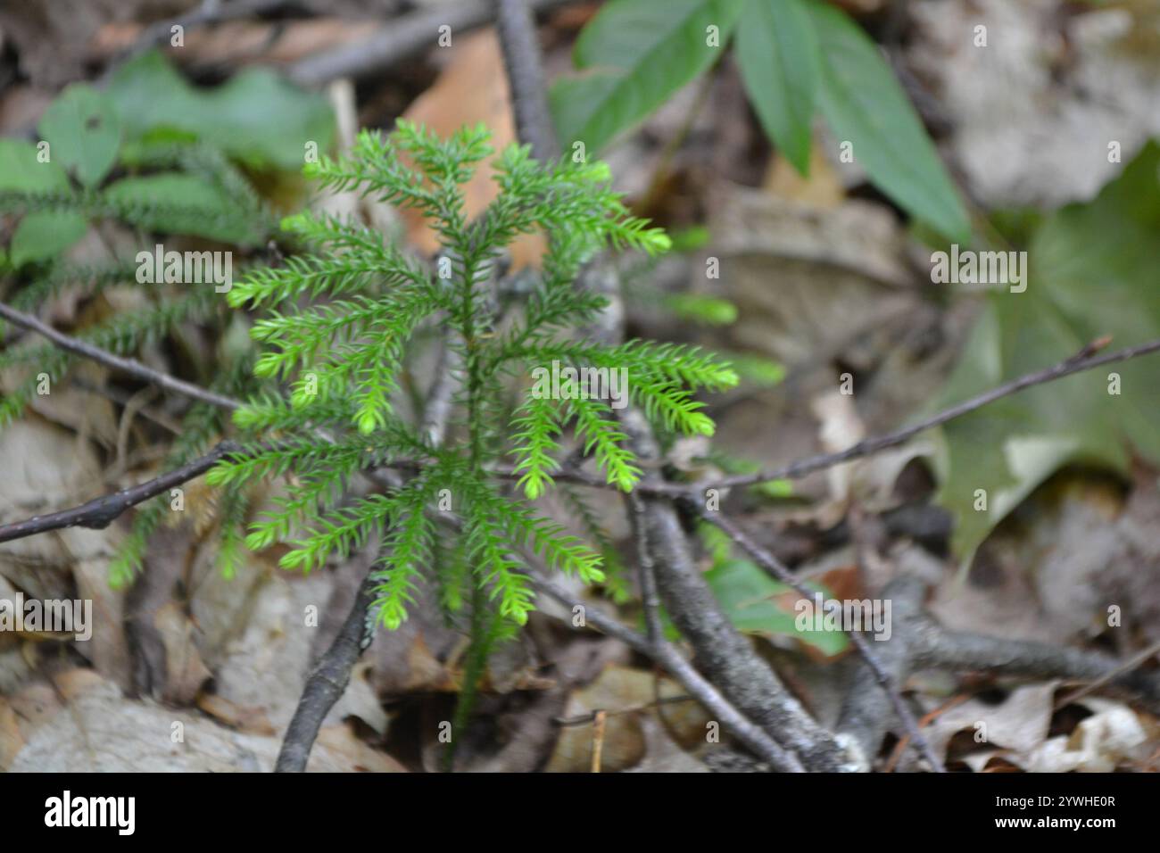 prickly tree-clubmoss (Dendrolycopodium dendroideum Stock Photo - Alamy