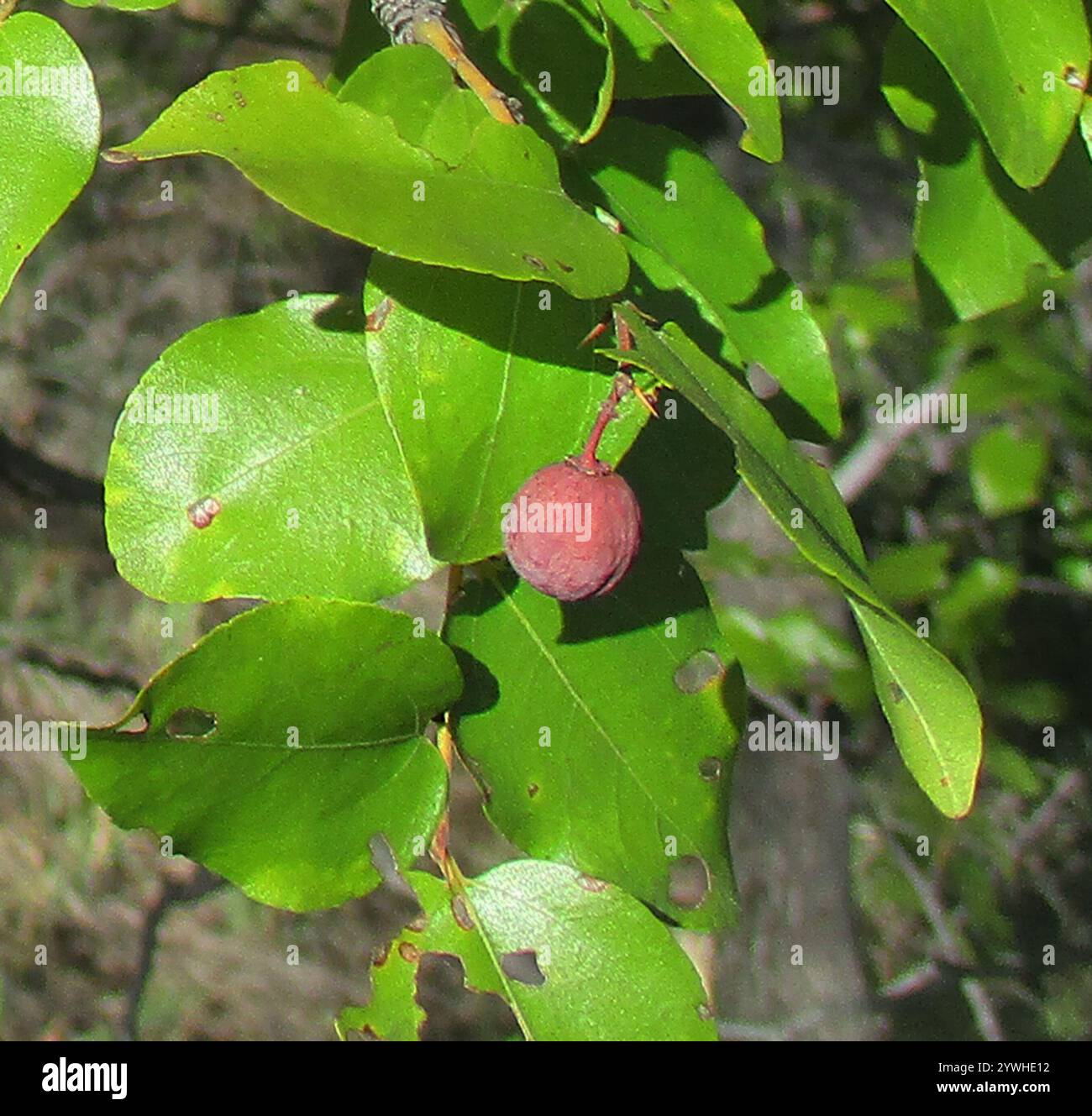 buffalo-thorn (Ziziphus mucronata Stock Photo - Alamy