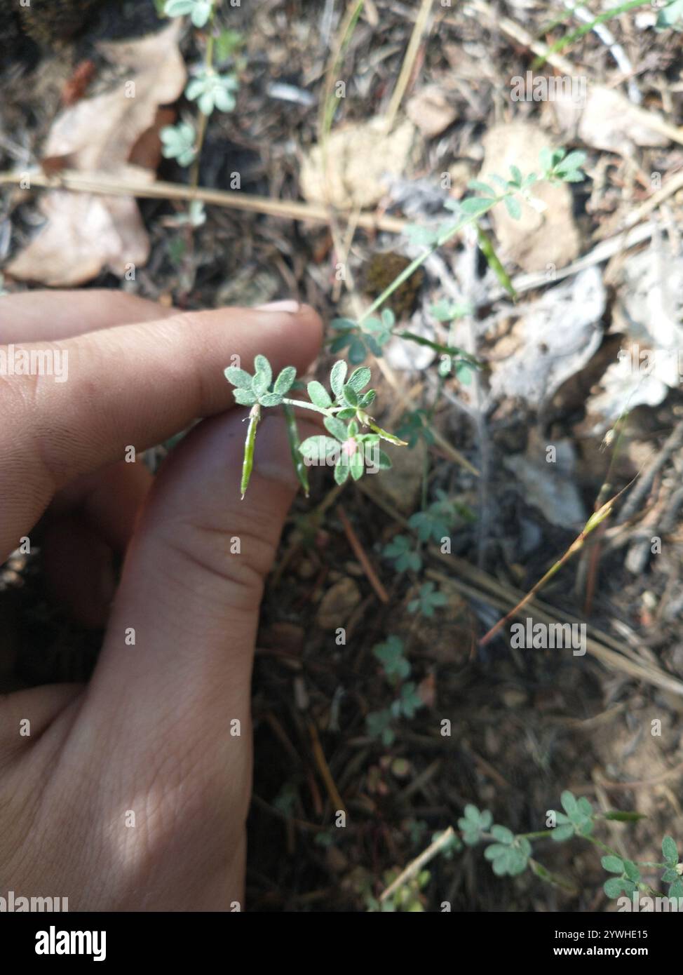 Short-flower Deervetch (Acmispon parviflorus Stock Photo - Alamy