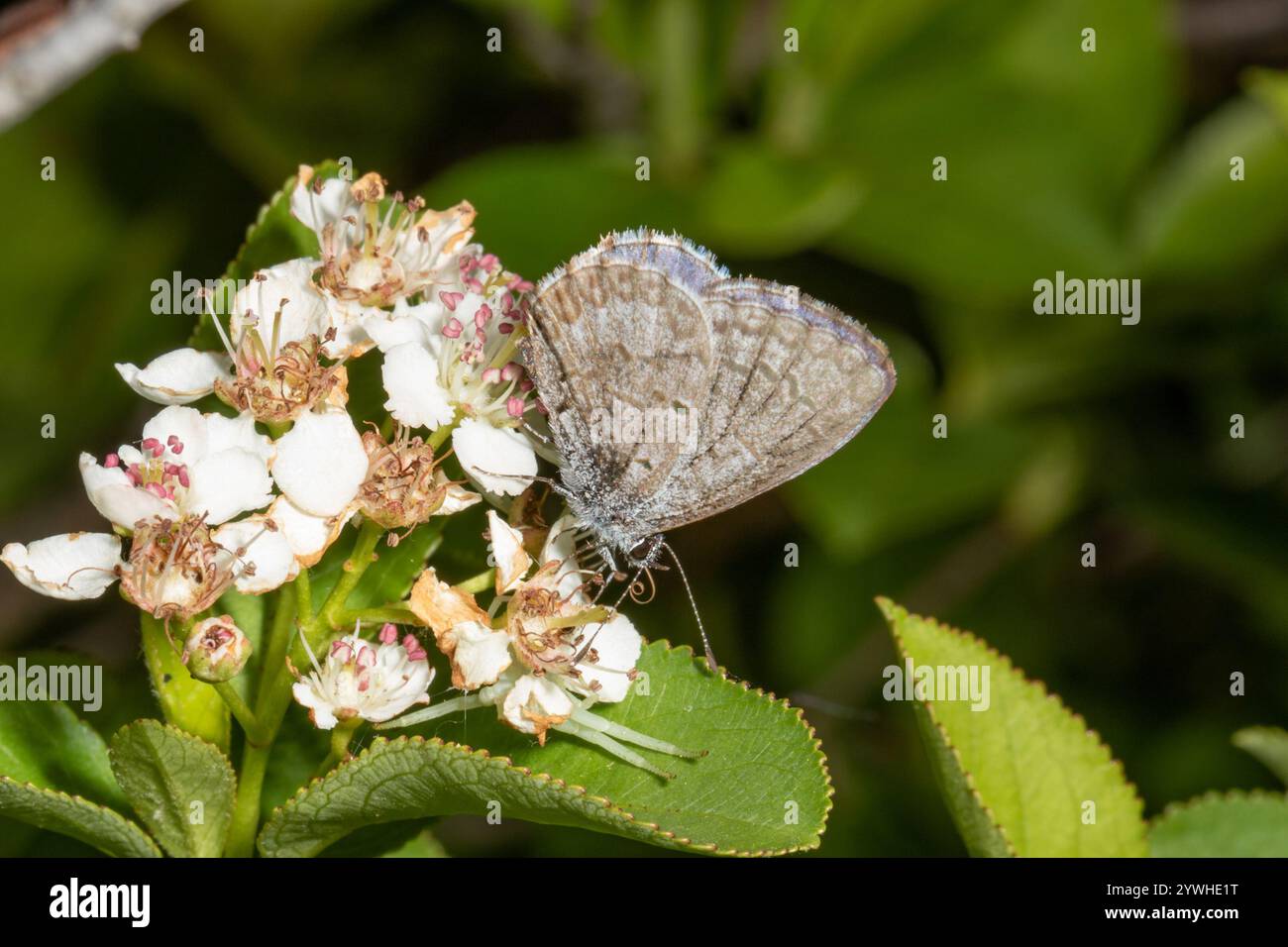 Northern Azure (Celastrina lucia Stock Photo - Alamy